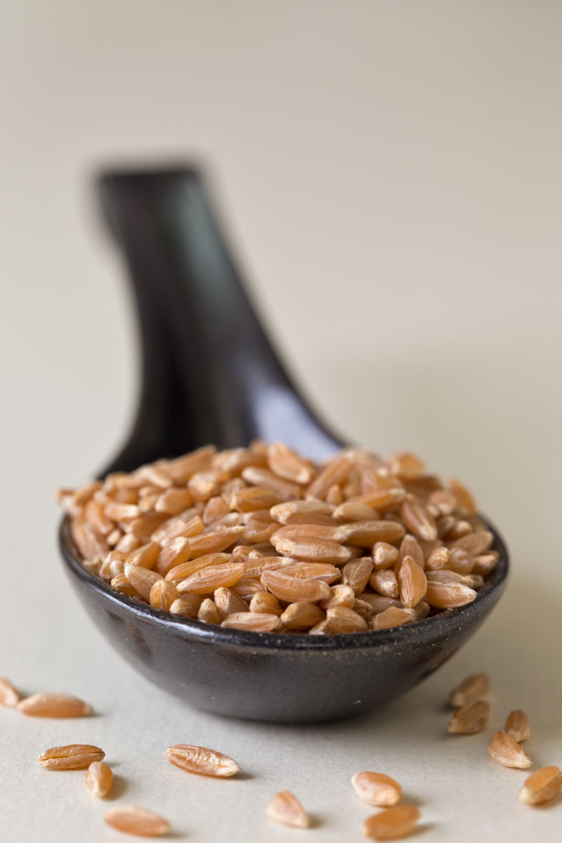 Farro Medio | Anson Mills - Artisan Mill Goods from Organic Heirloom Grains